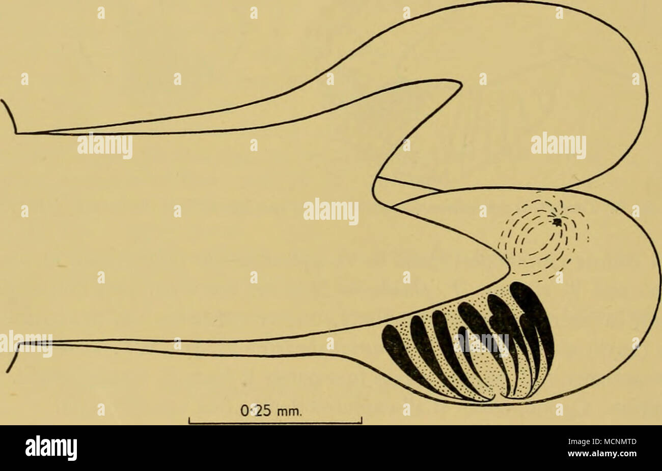 . Text-fig. 10. Tomopteris ligulata: parapodium of specimen from St ...