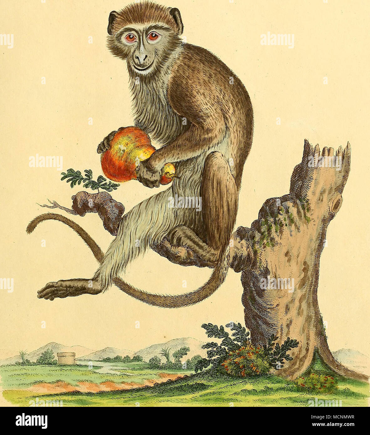 Poj hi-res stock photography and images - Alamy