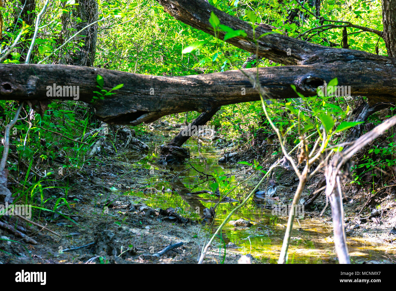 stream in the woods Stock Photo - Alamy