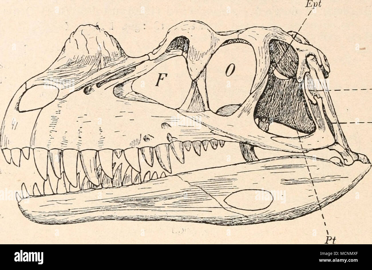 . Ql Fig. 465. SchÃ¤del von Ceratosaurus nasicornis aus den ...