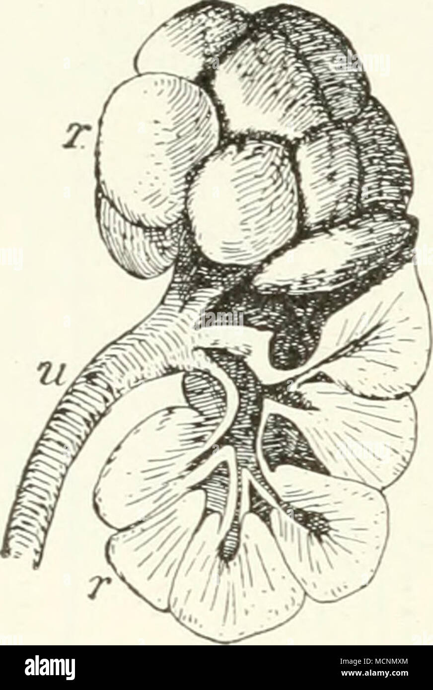 . Fifi'- 230. Yorteiluiig der Niere eines Bären in selbst- ständige ...