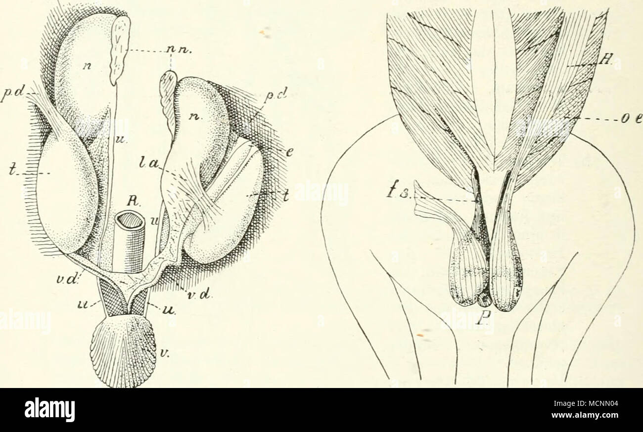 äi^ Fig. 224. ("entetes ecaudatus in nat. Gr. und Lage, e Epididymis ...