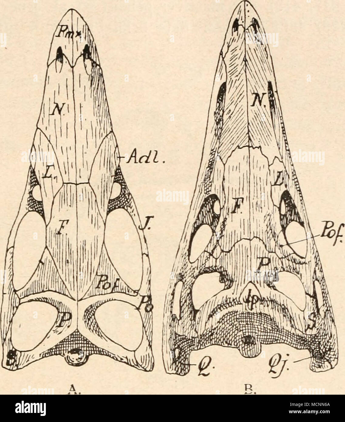 Kapkolonie hi-res stock photography and images - Alamy