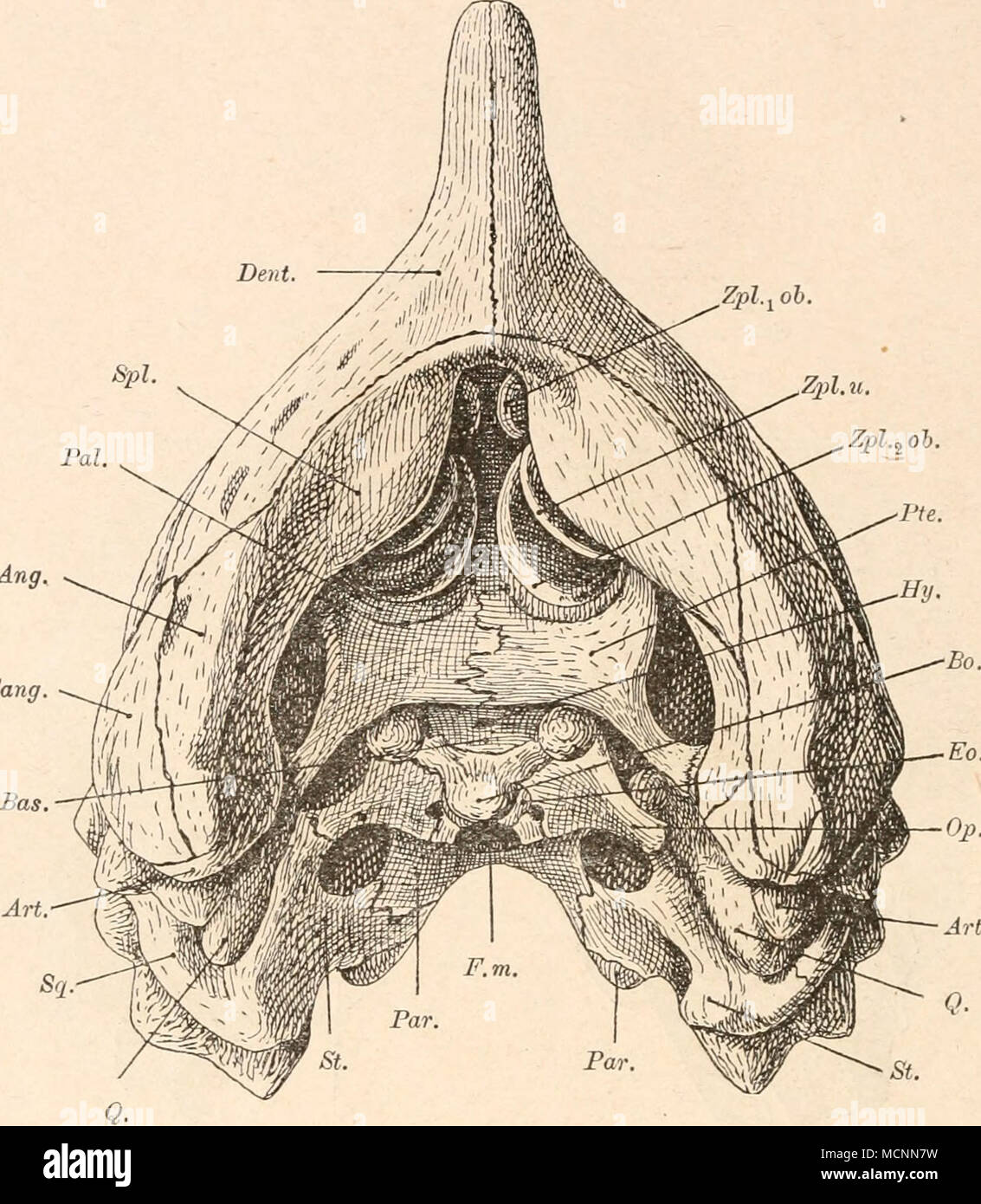 Placochelys placodonta hi-res stock photography and images - Alamy