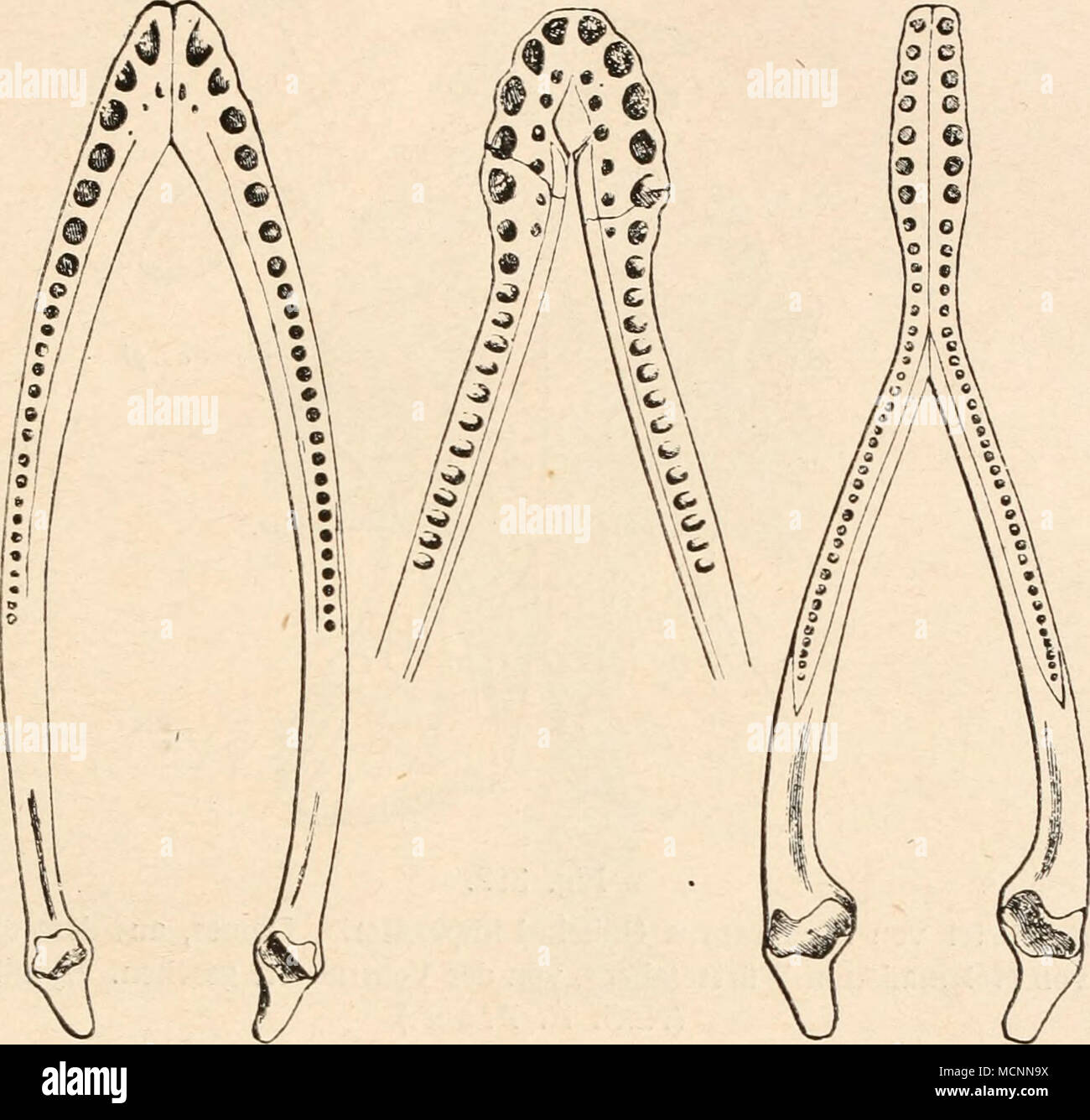 Peloneustes hi-res stock photography and images - Alamy