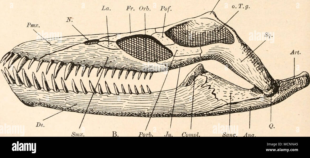 . Porb. Ju. Compl. Sang. Ang. Fig. 388. Rekonstruktion des Schädels von ...