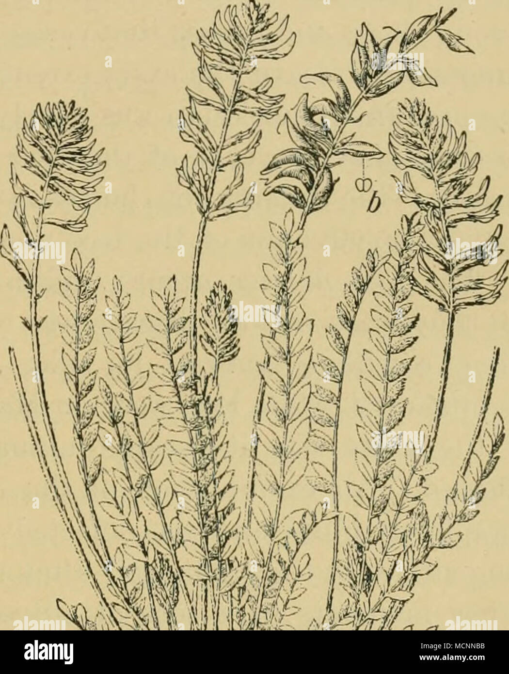 . MmW j ^ Fig. 92.—Woolly loco weed (Asfragalws v2ollissimus). a, Whole ...