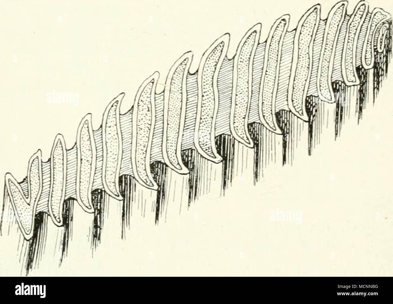 . Fig. 138. Hinterster Backenzahn von Hydro- choerus capvbara x 2. Das ...