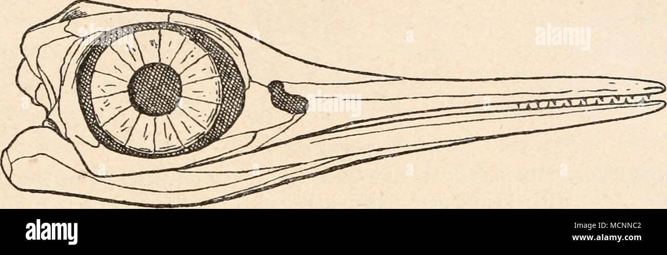Ophthalmosaurus hi-res stock photography and images - Alamy