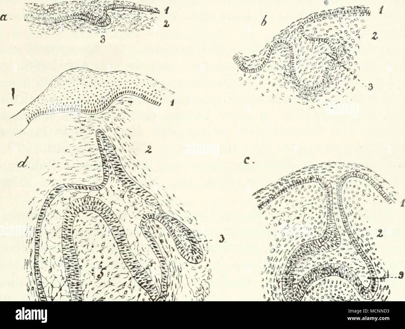 Kuppelfa rmige hi-res stock photography and images - Alamy