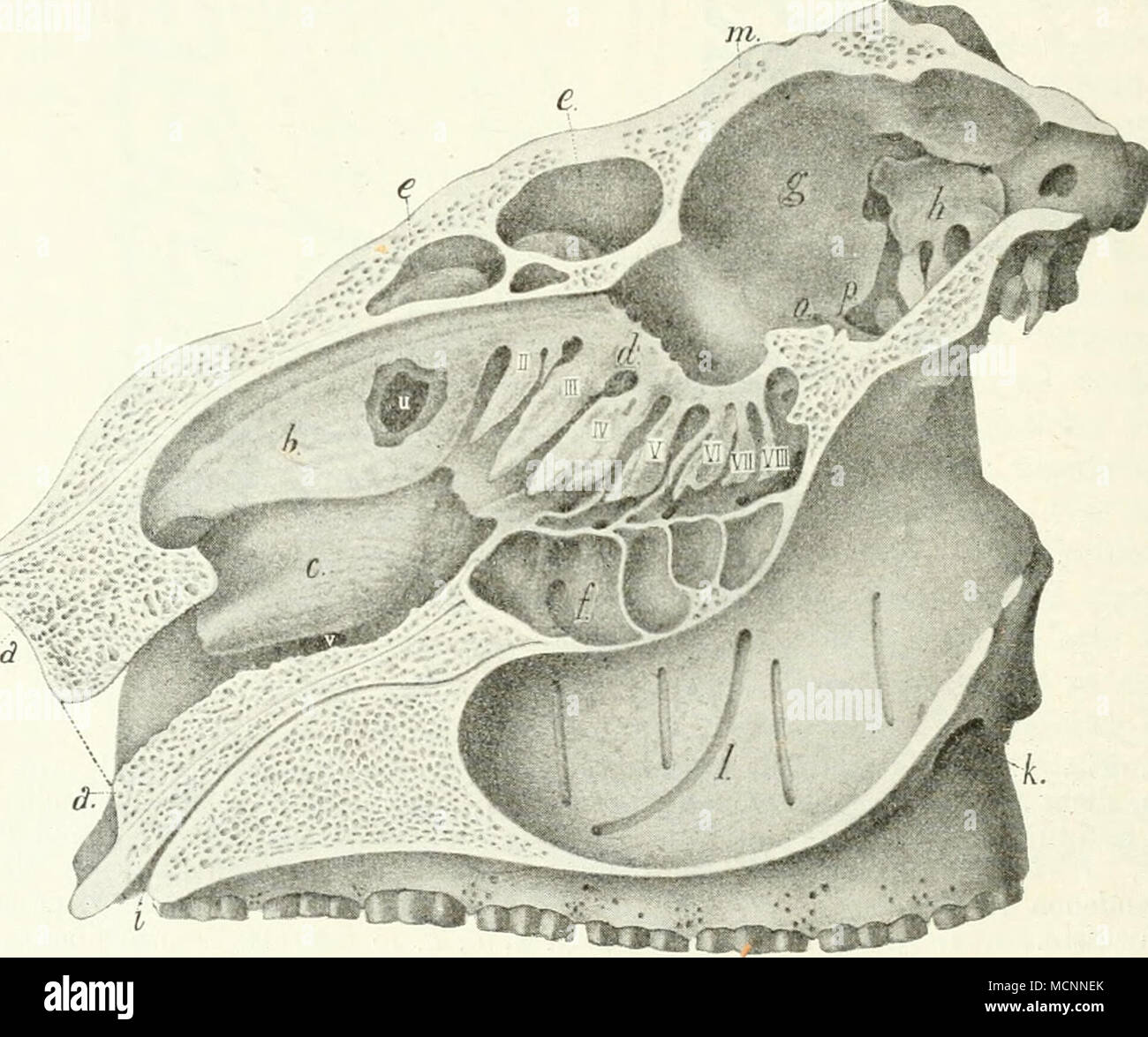 Foramen rotundum hi-res stock photography and images - Alamy