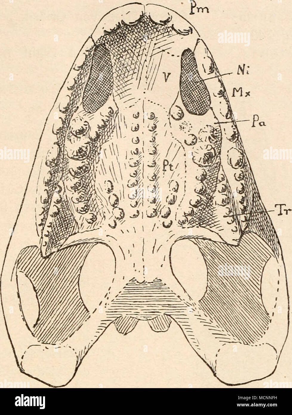 Mittlerer o hi-res stock photography and images - Alamy