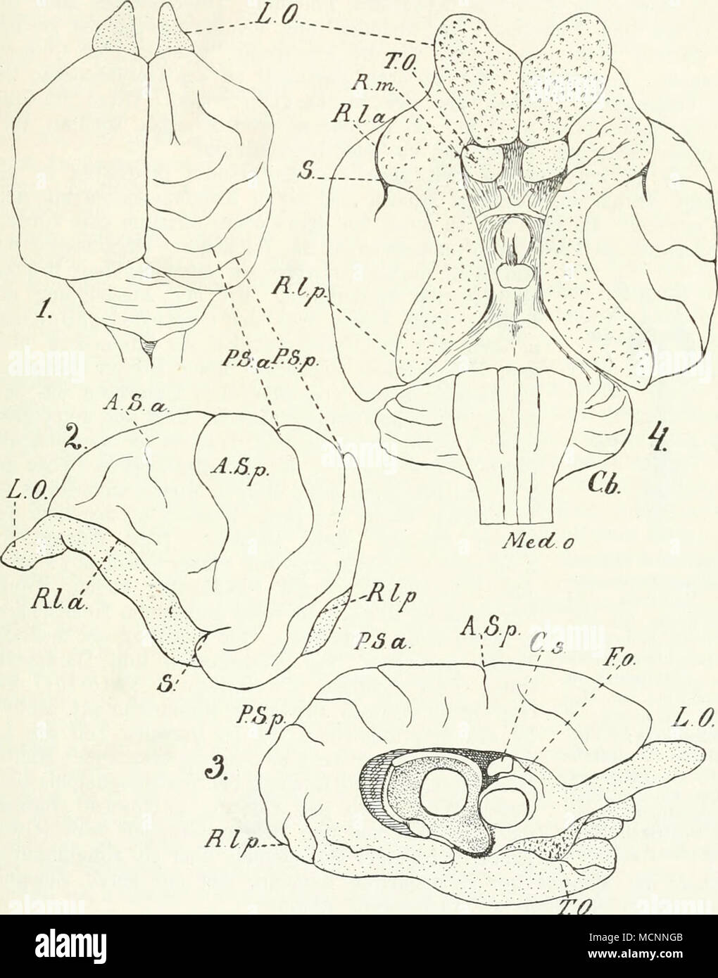 . Fig. 99. Gehirn von Echidna uach Ziehen (aus Waldeyer). / von oben; 2 ...