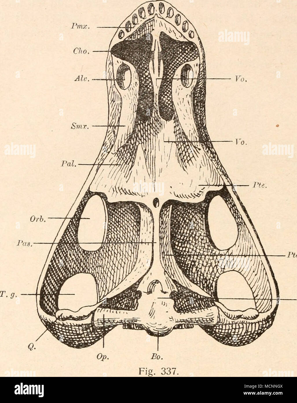 . l'te. Bas. Gaumenansicht des Schädels von Gorgonops torvus, Broom ...