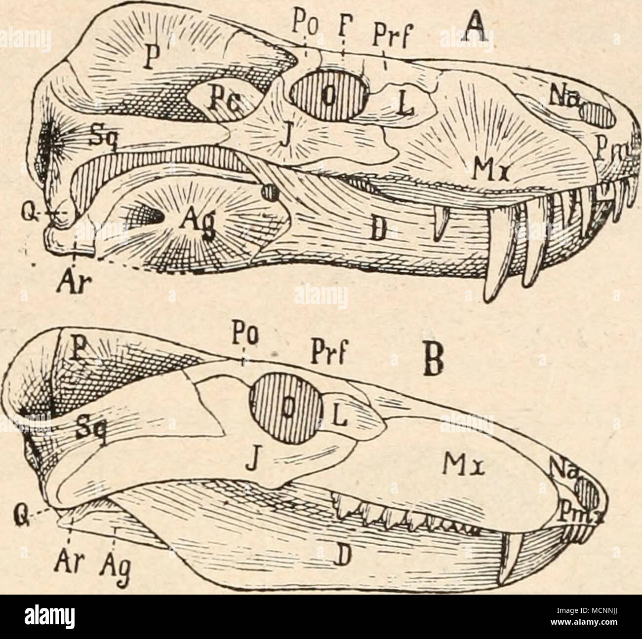 A und p zeigen hi-res stock photography and images - Alamy
