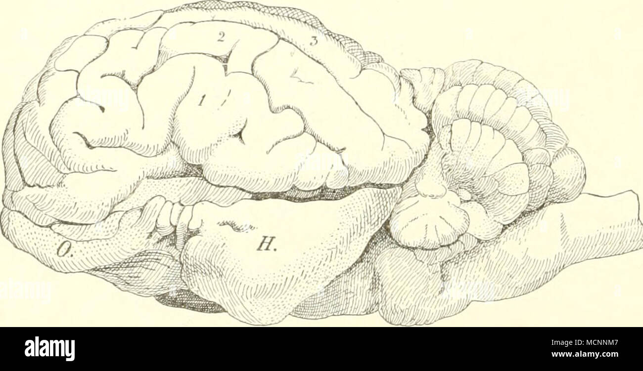 . Fig. 102. Gehirn von Tapirus. suprasylvische und marginale Windung. H ...