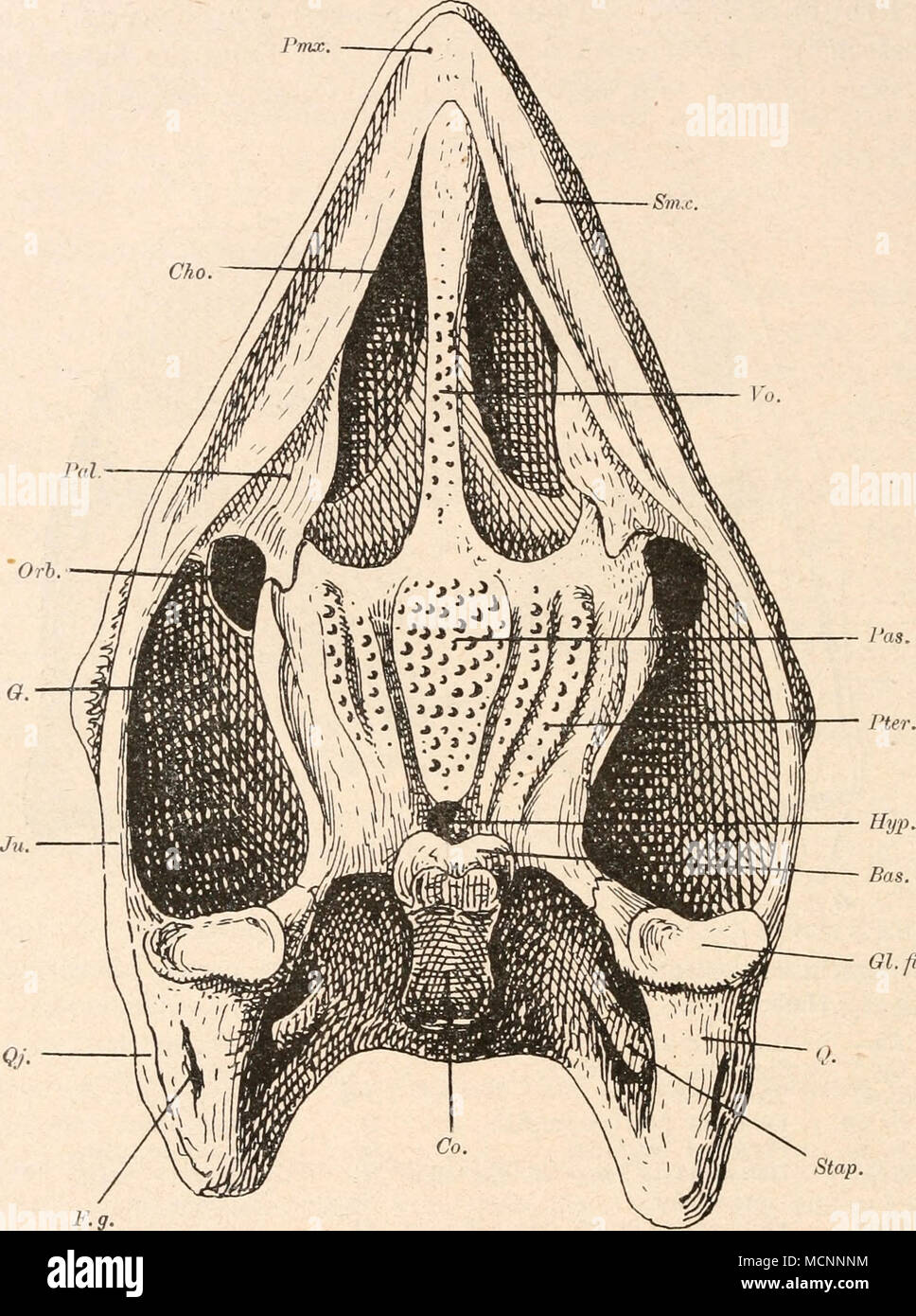 Parasphenoid hi-res stock photography and images - Alamy
