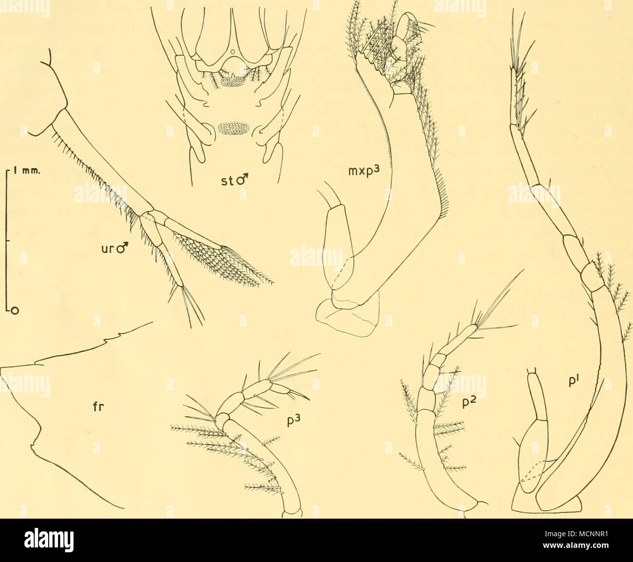 . Fig. 4. Iphinoe jagei sp.n. Allotype adult male: ur, uropod; st ...
