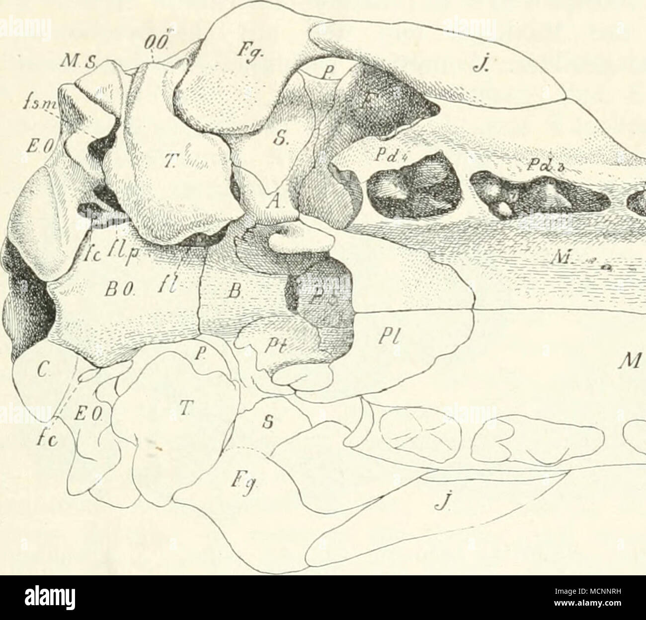 Mastoid foramen hi-res stock photography and images - Alamy