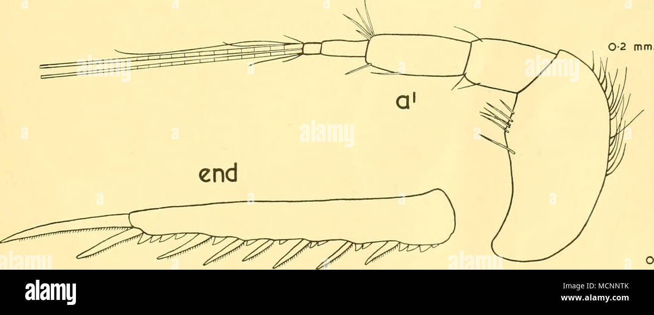 . Fig. 2. Bodotria glabra sp.n. Paratype ovigerous female, a1, first ...