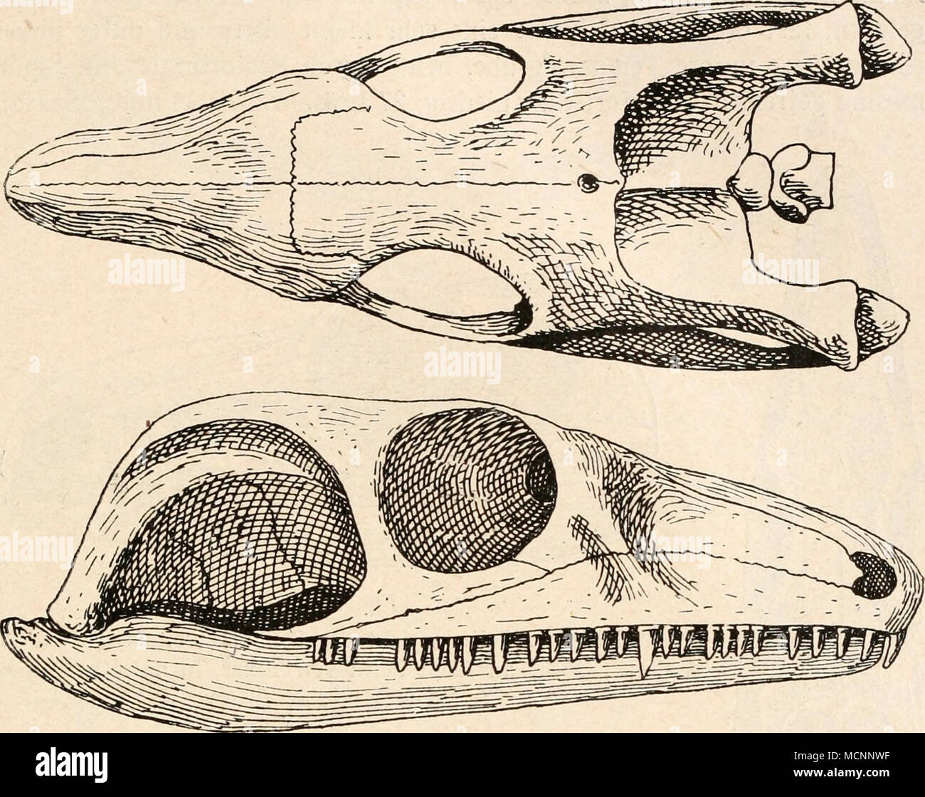 Varanosaurus hi-res stock photography and images - Alamy