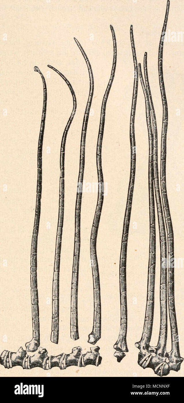 Dornfortsatz hi-res stock photography and images - Alamy