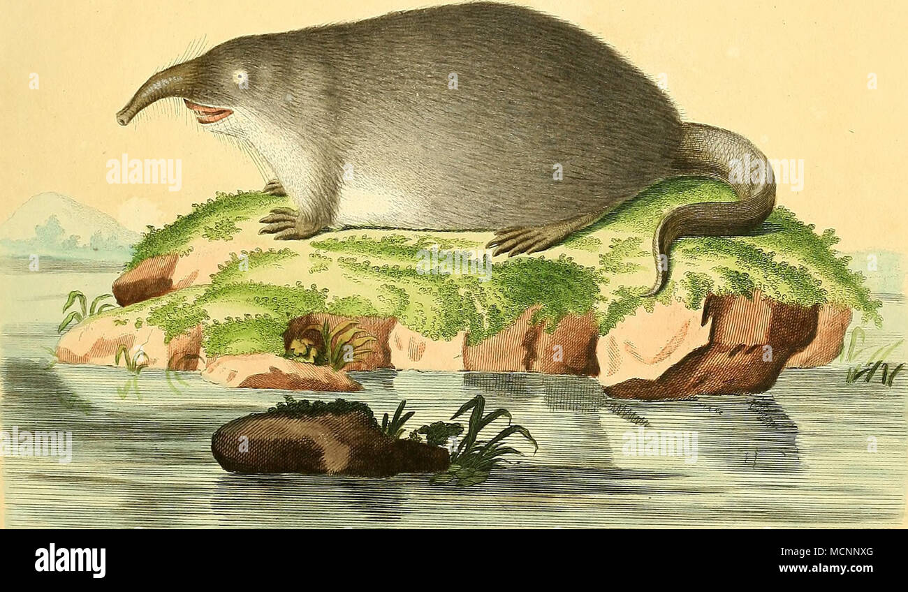 Orex hi-res stock photography and images - Alamy