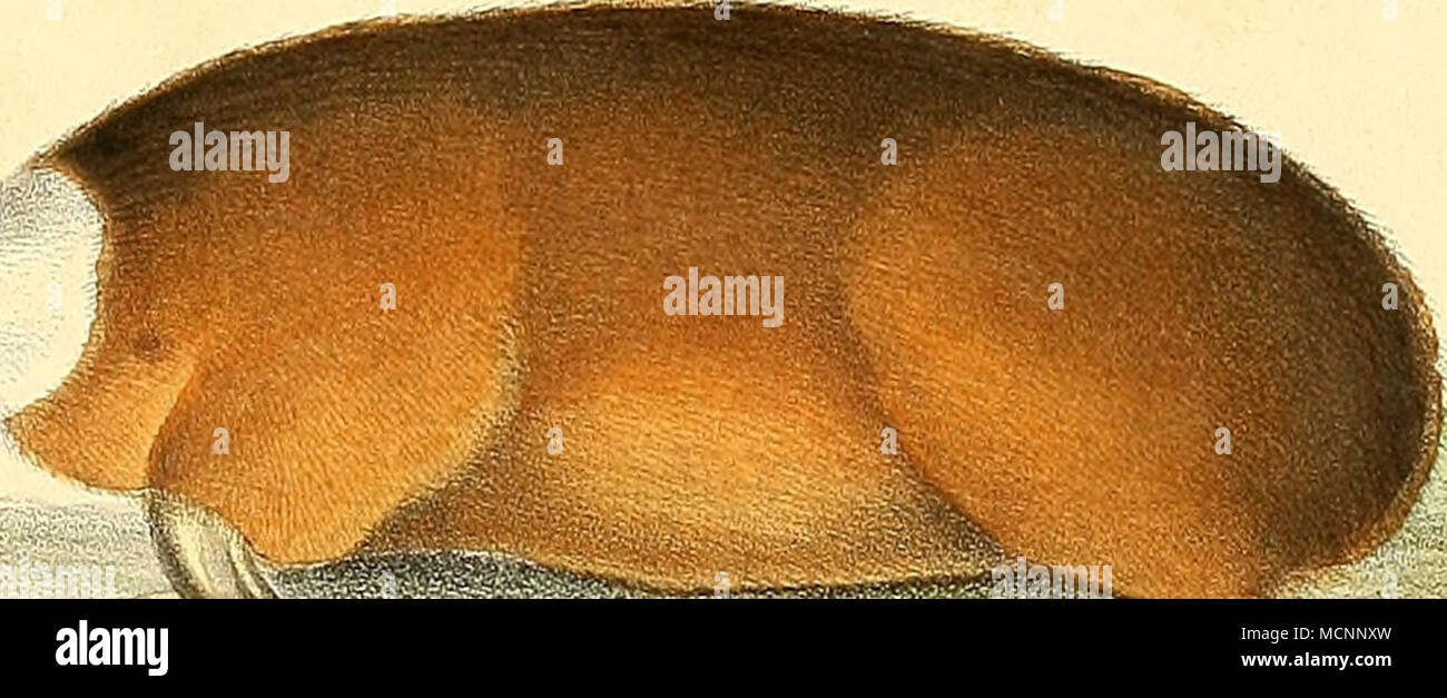 . Â«Kf^ , f-^^ âââ ^-â -^Ã¤ ^i-^ -"^ ^lr^^ J- " -"'â ->Â£r"V4'I?SK Clirys0cMoris alljirostris ...