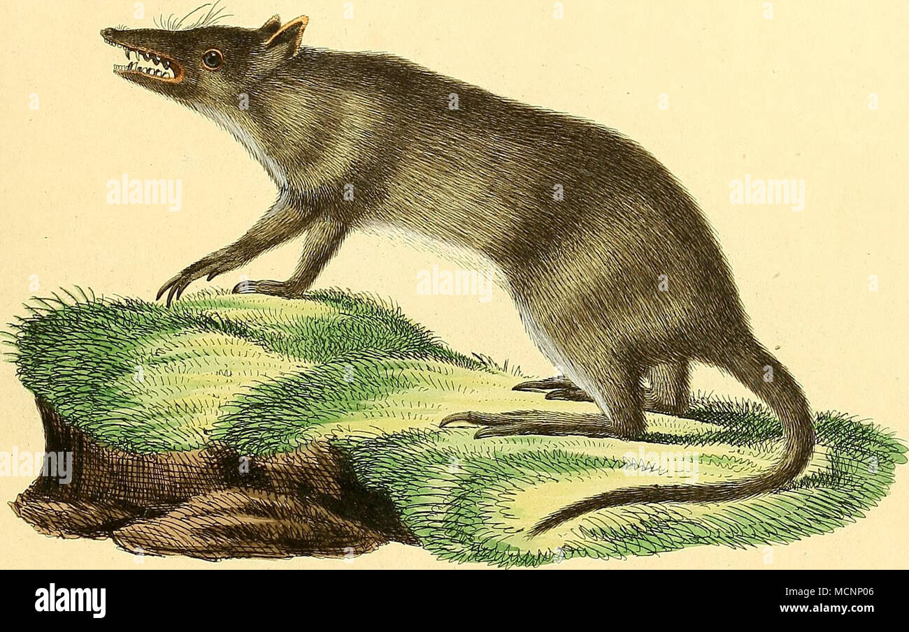 Perameles hi-res stock photography and images - Alamy