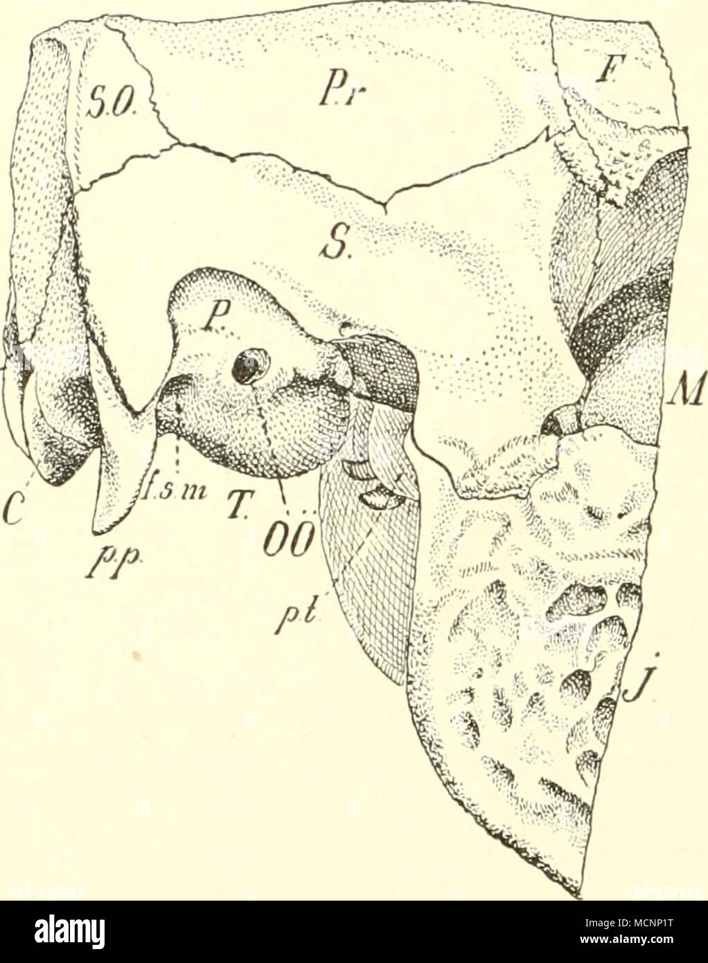 Foramen magnum hi-res stock photography and images - Alamy