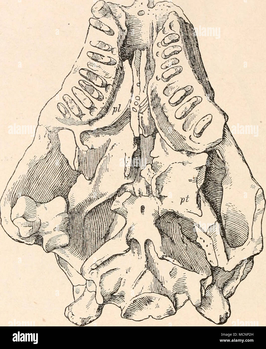 Rauberische hi-res stock photography and images - Alamy