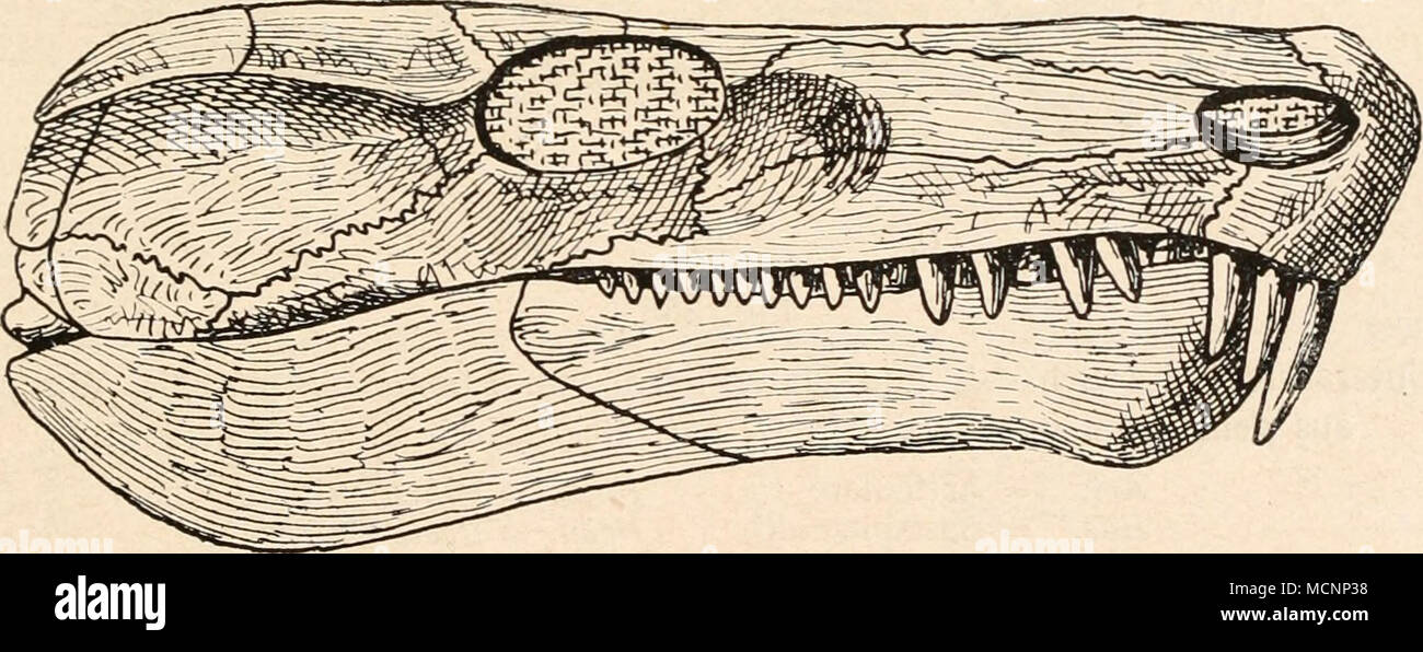 Porb hi-res stock photography and images - Alamy