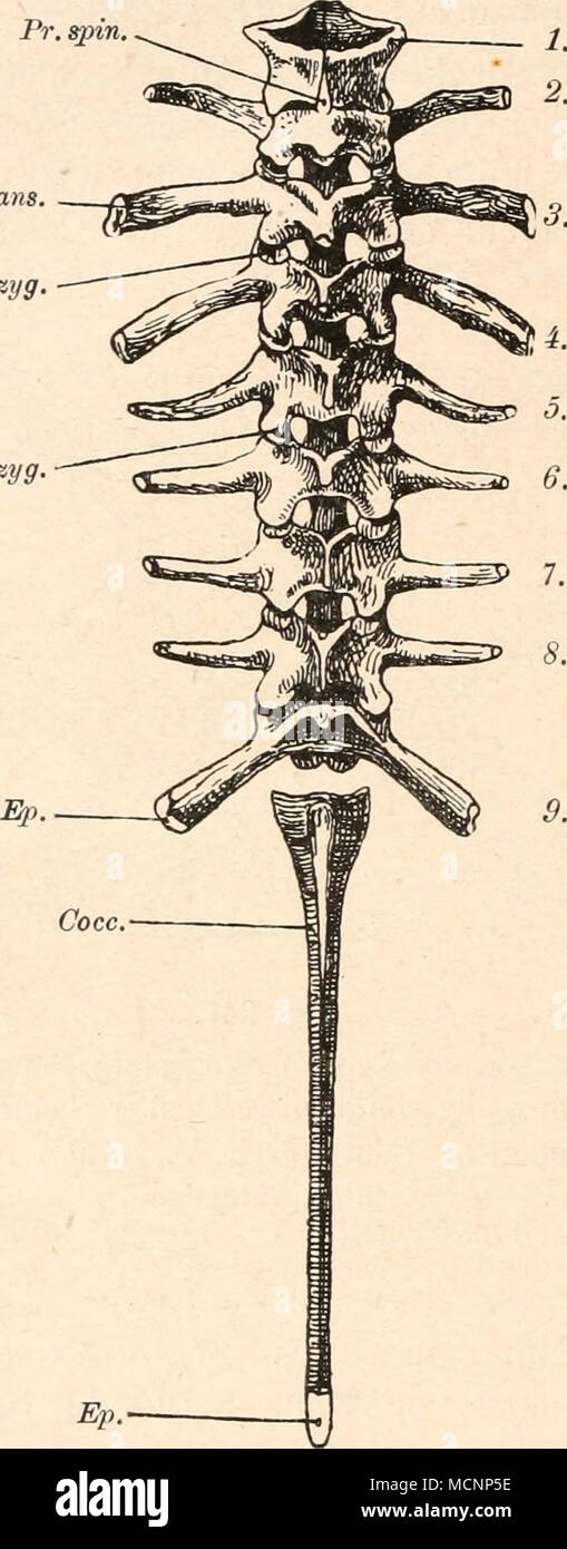 . Fig. 242. Wirbelsäule von Rana esculenta, von oben gesehen. 2/i nat ...
