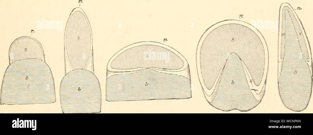 . Fig. 15. Fingerspitze von unten gesehen von: A Mensch, B Affe, C ...