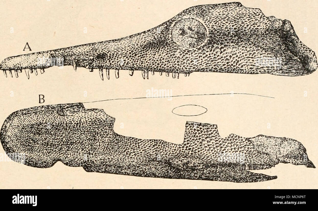 Stammes de hi-res stock photography and images - Alamy