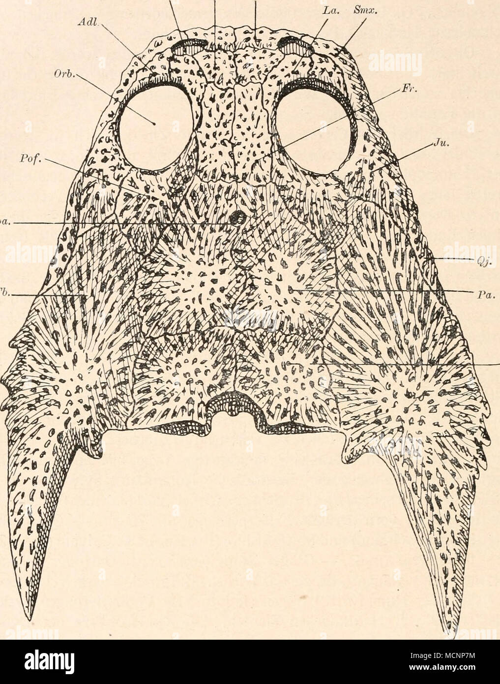 Tabulare hi-res stock photography and images - Alamy