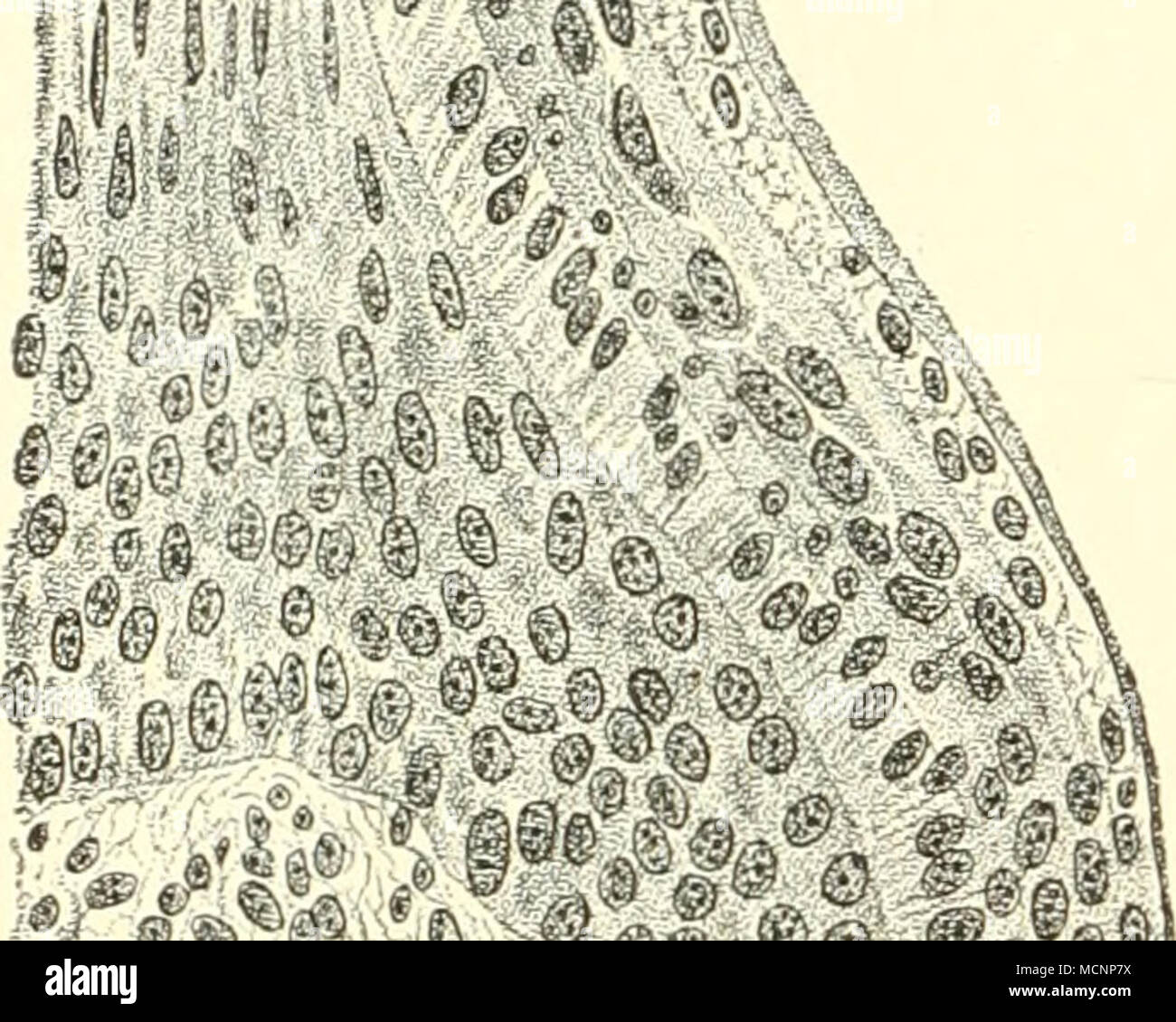Ät^'i^^lÄs«;»?» ^^^/' P(7 /« Fig. 9. Mus musculus, basaler Teil eines ...