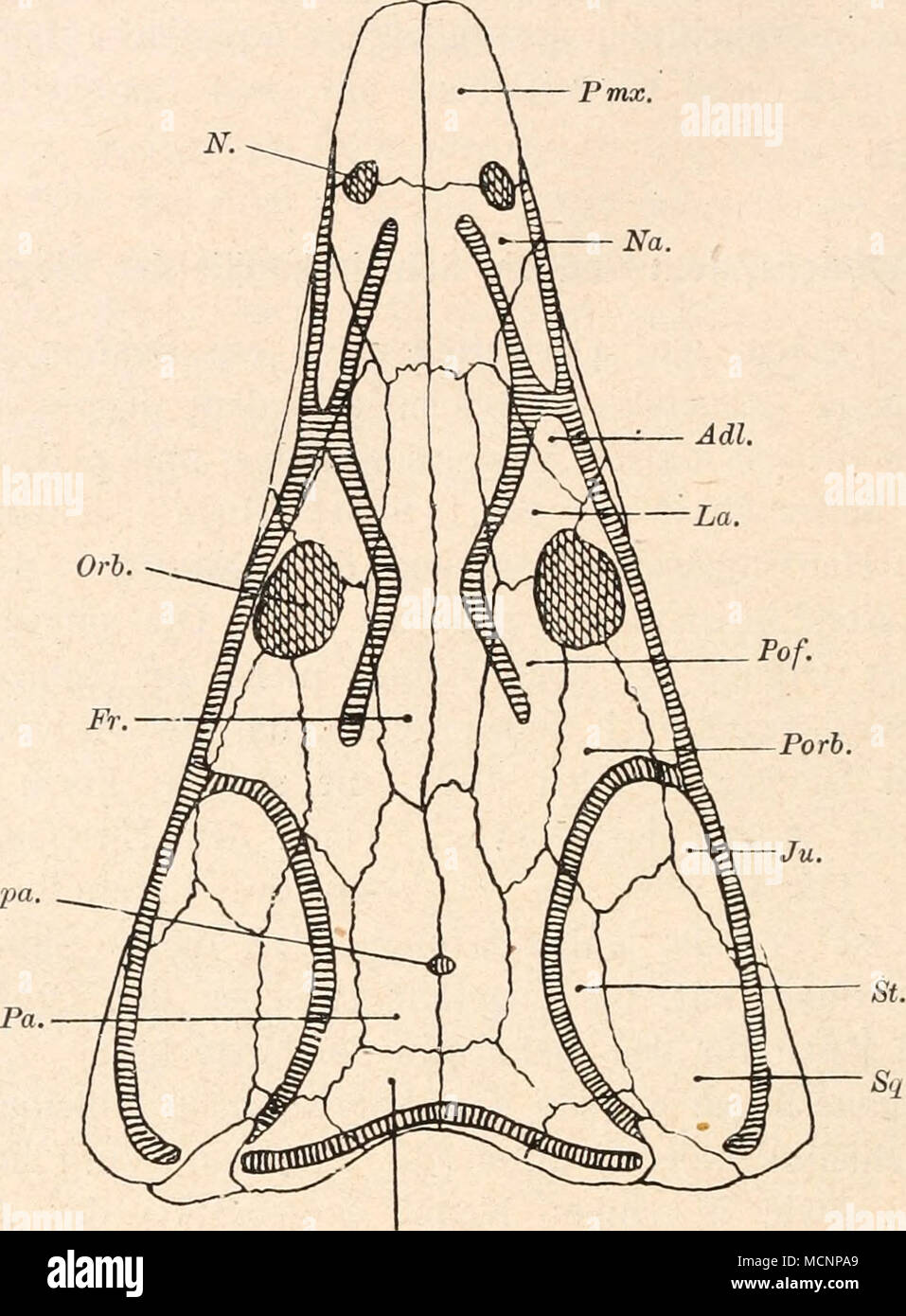 Nervus facialis hi-res stock photography and images - Alamy