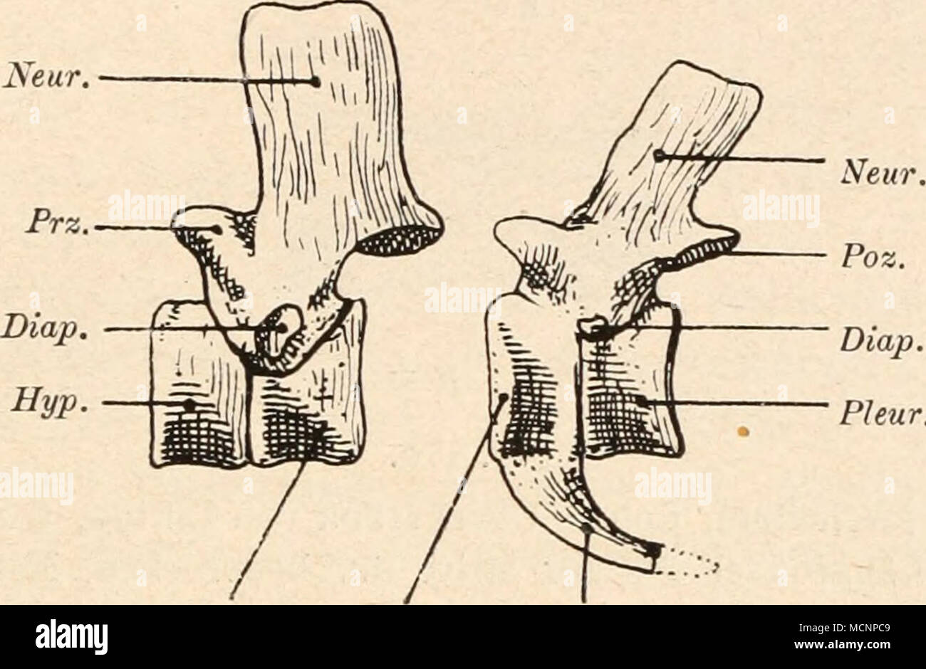 Pleur hi-res stock photography and images - Alamy