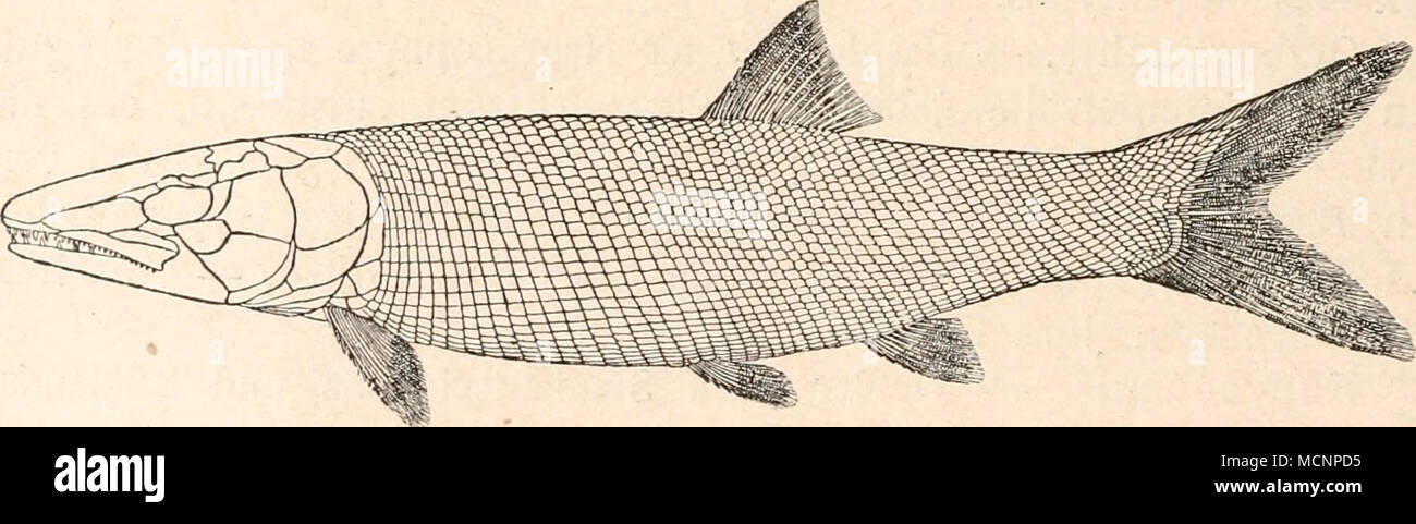 Pachycormidae hi-res stock photography and images - Alamy