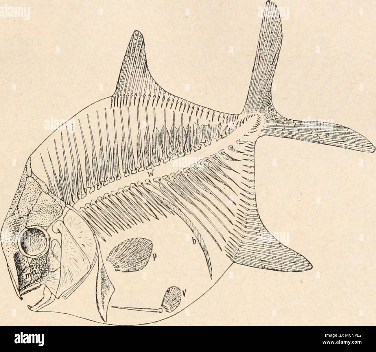 Gyrodus hexagonus hi-res stock photography and images - Alamy