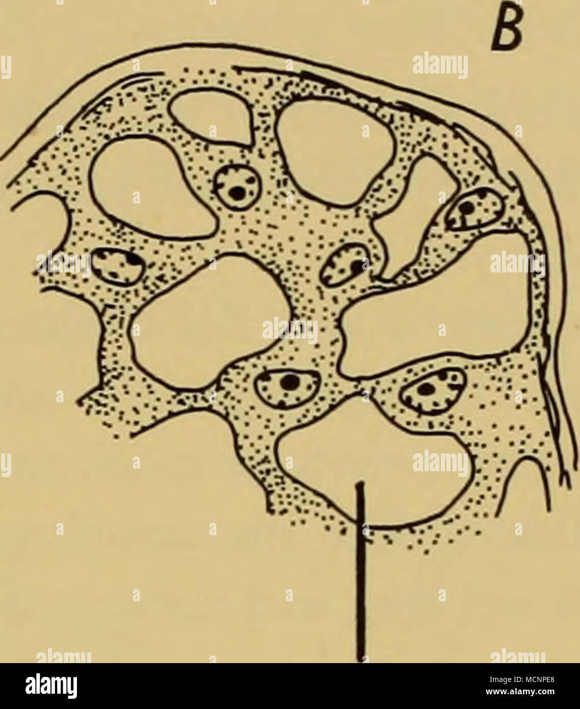 . 10M 200m Text-fig. 50. Pyura georgiana Michaelsen: A, section through ...