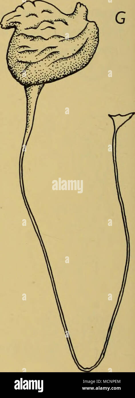 . V//&///S Text-fig. 47. Pyura legumen (Lesson) (St. 57): A, intact ...