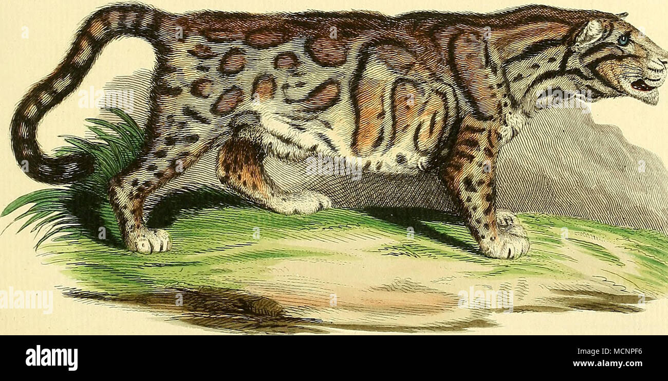 Felis nebulosa hi-res stock photography and images - Alamy