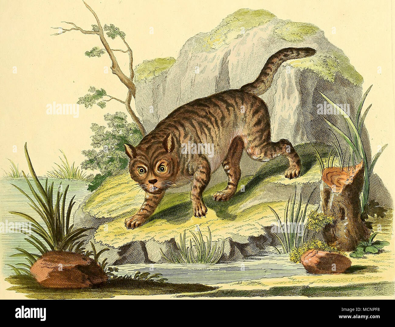 Catvi hi-res stock photography and images - Alamy