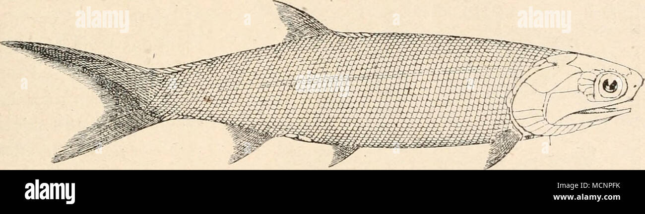 . Fig. 142. Rekonstruktion von Palaeoniscus macropomus, Ag., aus dem ...