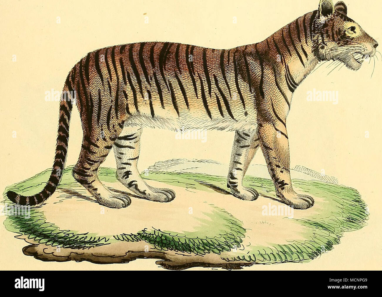 . Felis Tioris Limi Stock Photo - Alamy