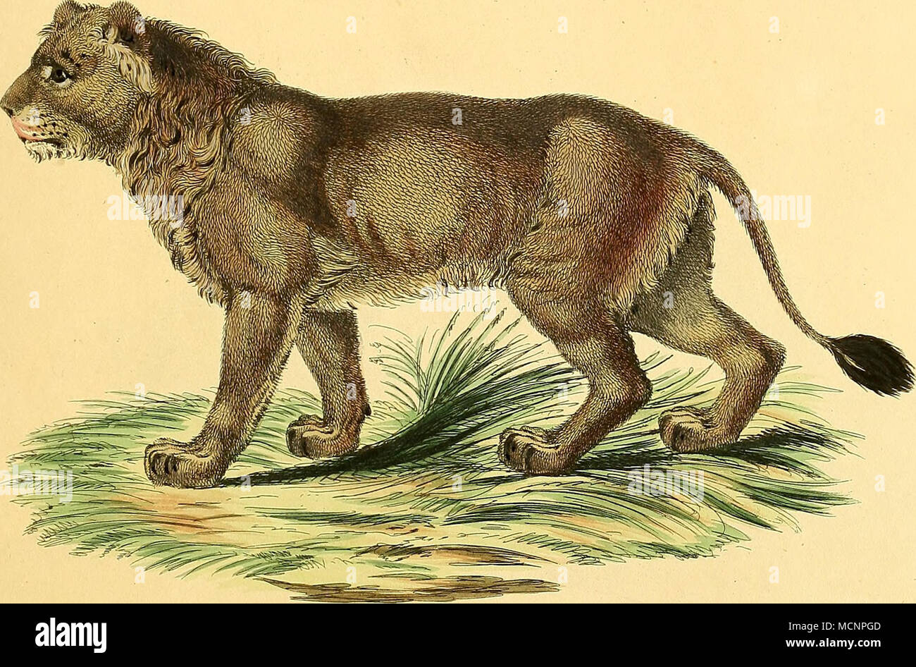 . Felis Leo Giizeratensis Smee Stock Photo - Alamy