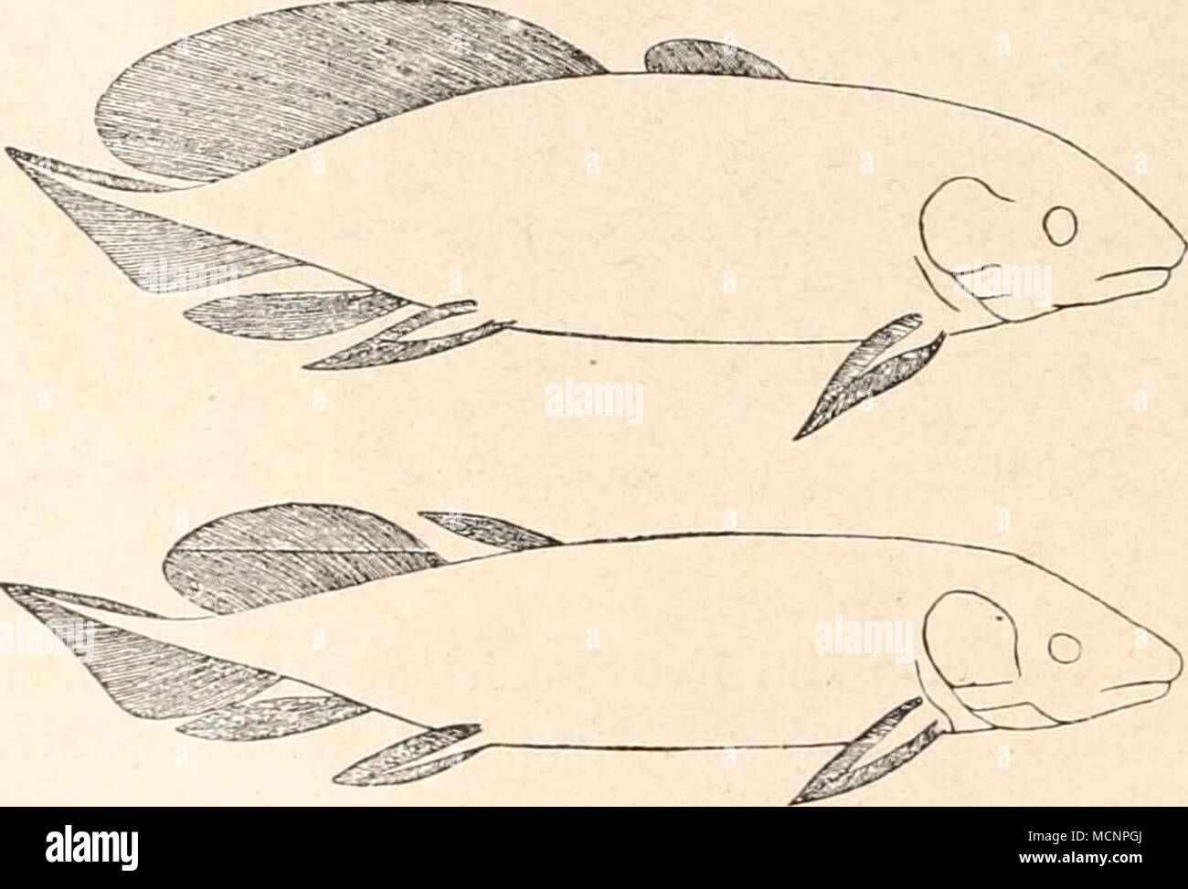 Scaumenacia curta hi-res stock photography and images - Alamy