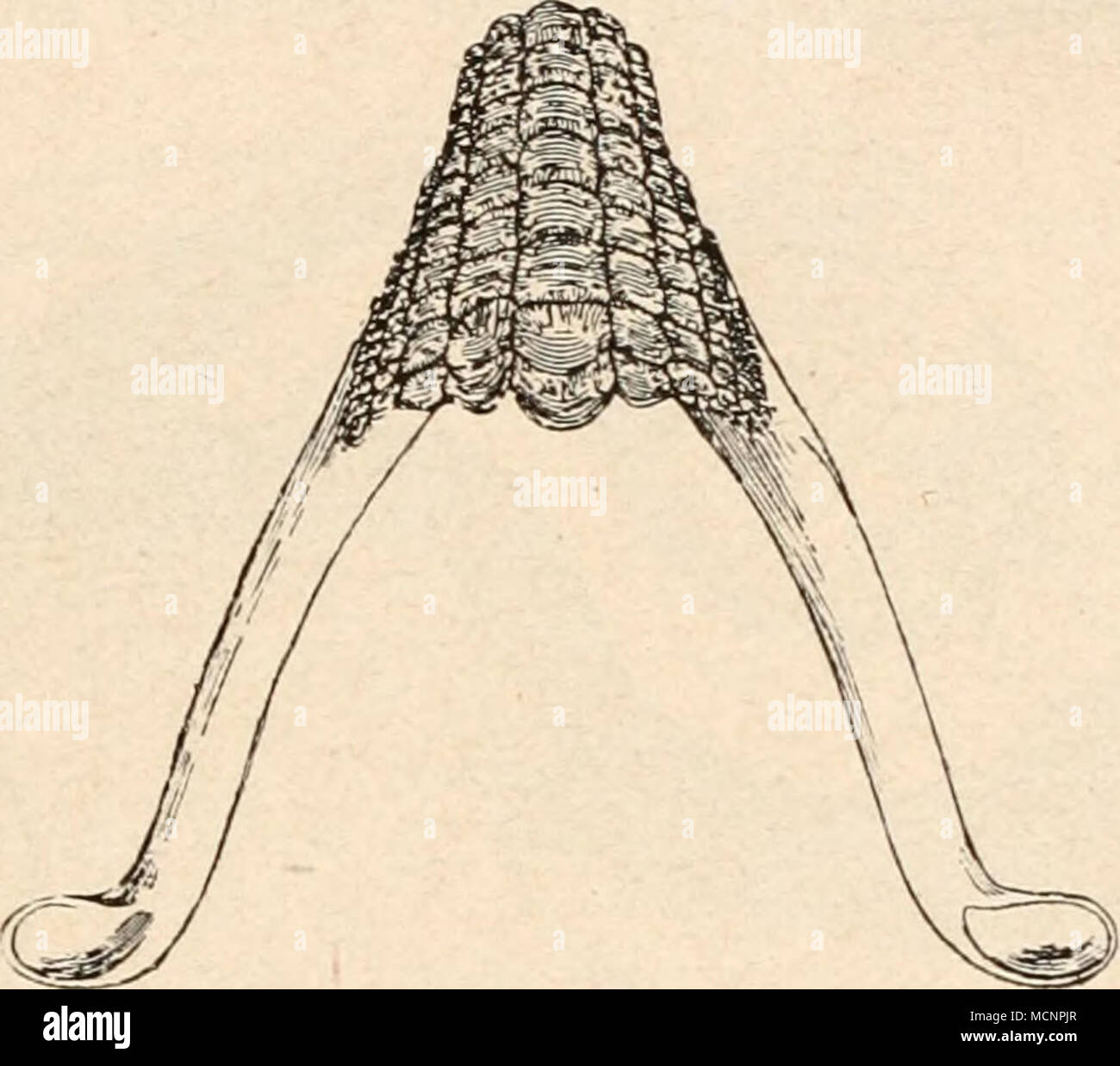 Runzeln hi-res stock photography and images - Alamy